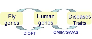 DIOPT-DIST Documentation | DRSC/TRiP Functional Genomics Resources ...